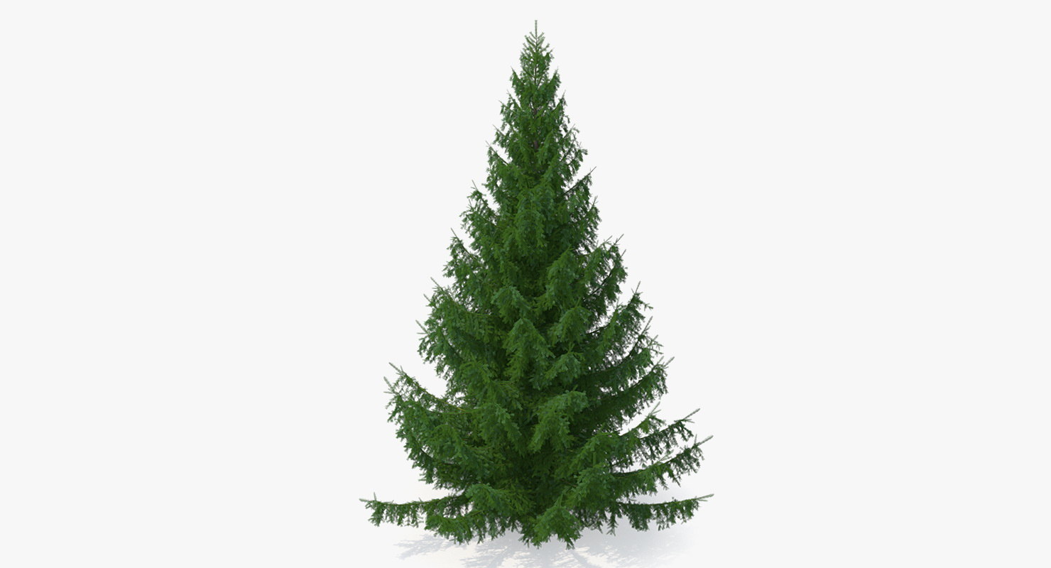 3D white spruce tree model - TurboSquid 1434862
