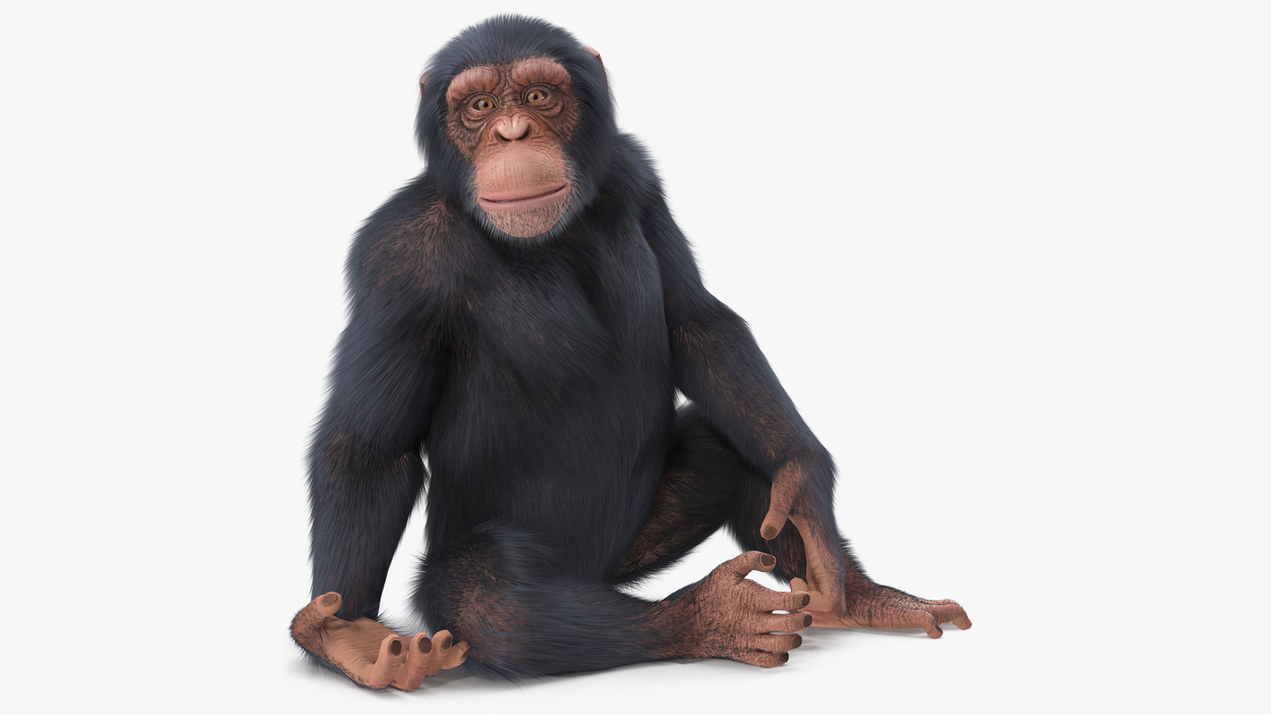Light chimpanzee animal fur 3D - TurboSquid 1434528