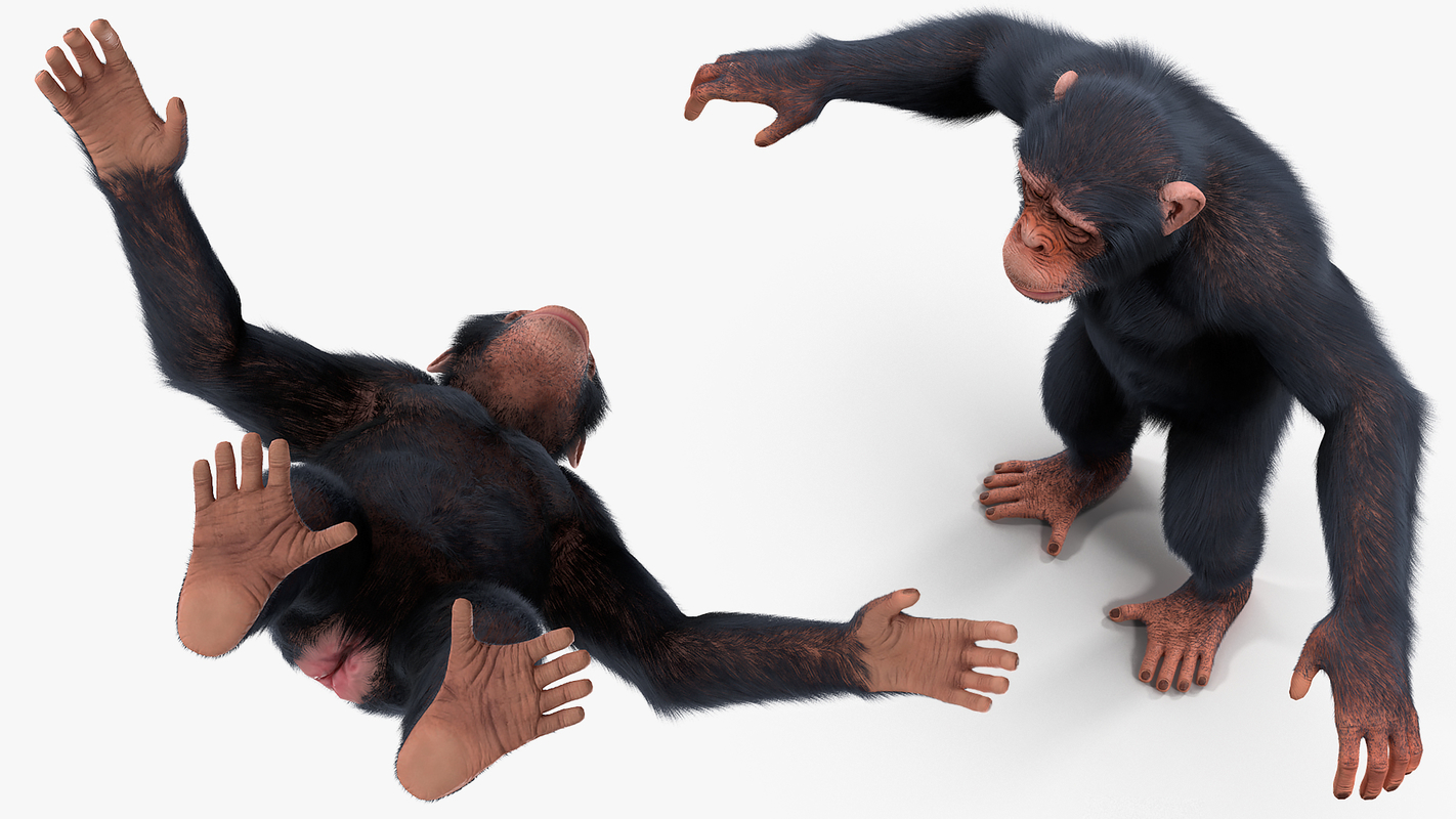 Light chimpanzee animal fur 3D - TurboSquid 1434528