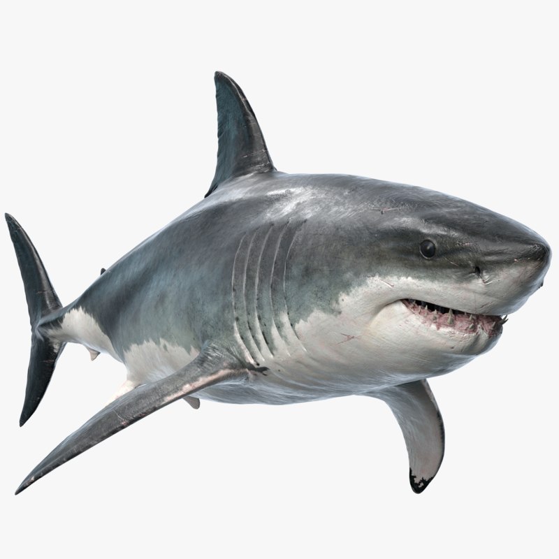 Great white shark 3D model - TurboSquid 1264023