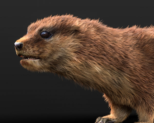 3D Otter Models | TurboSquid