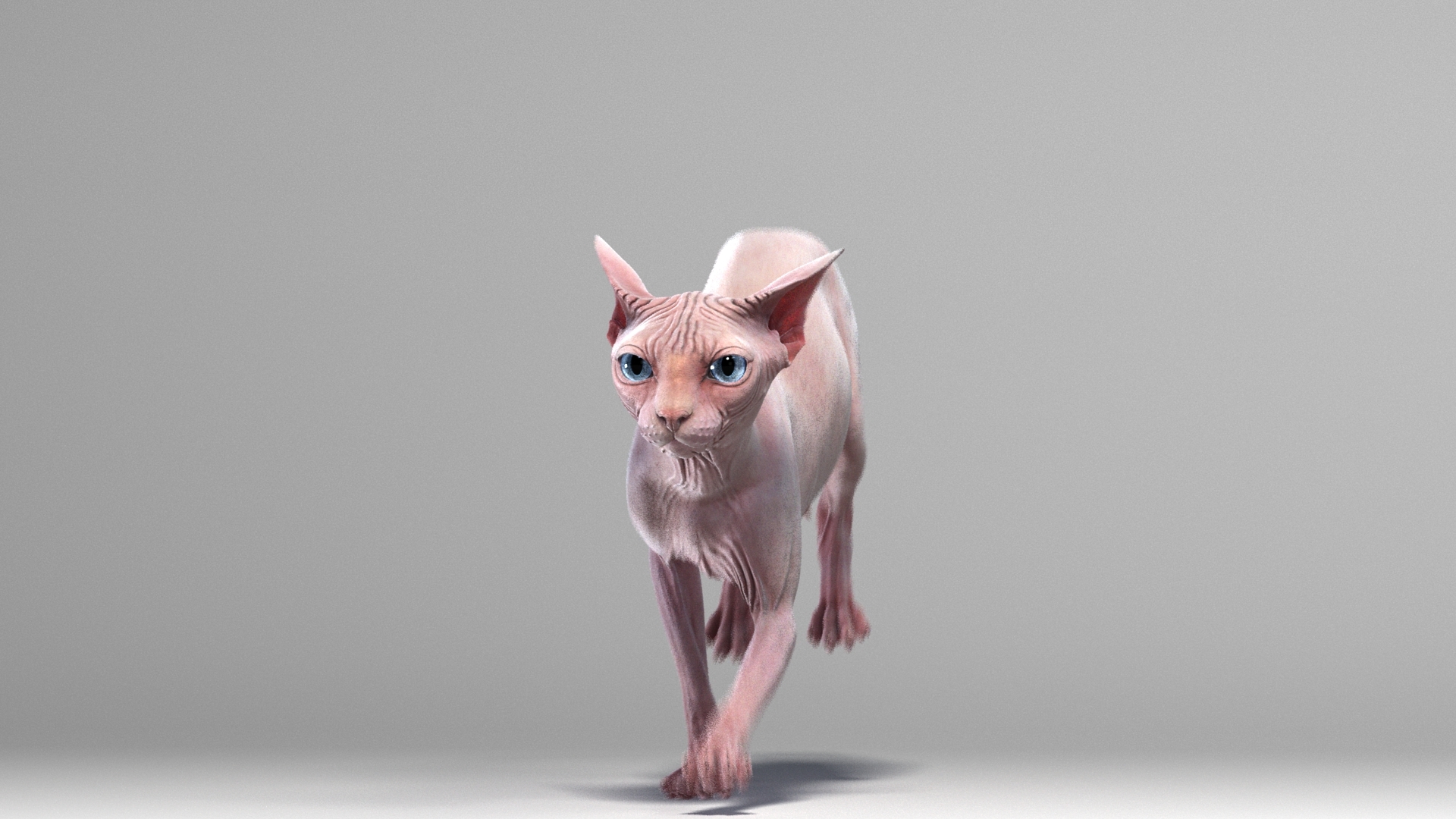 3D sphynx cats - TurboSquid 1435058