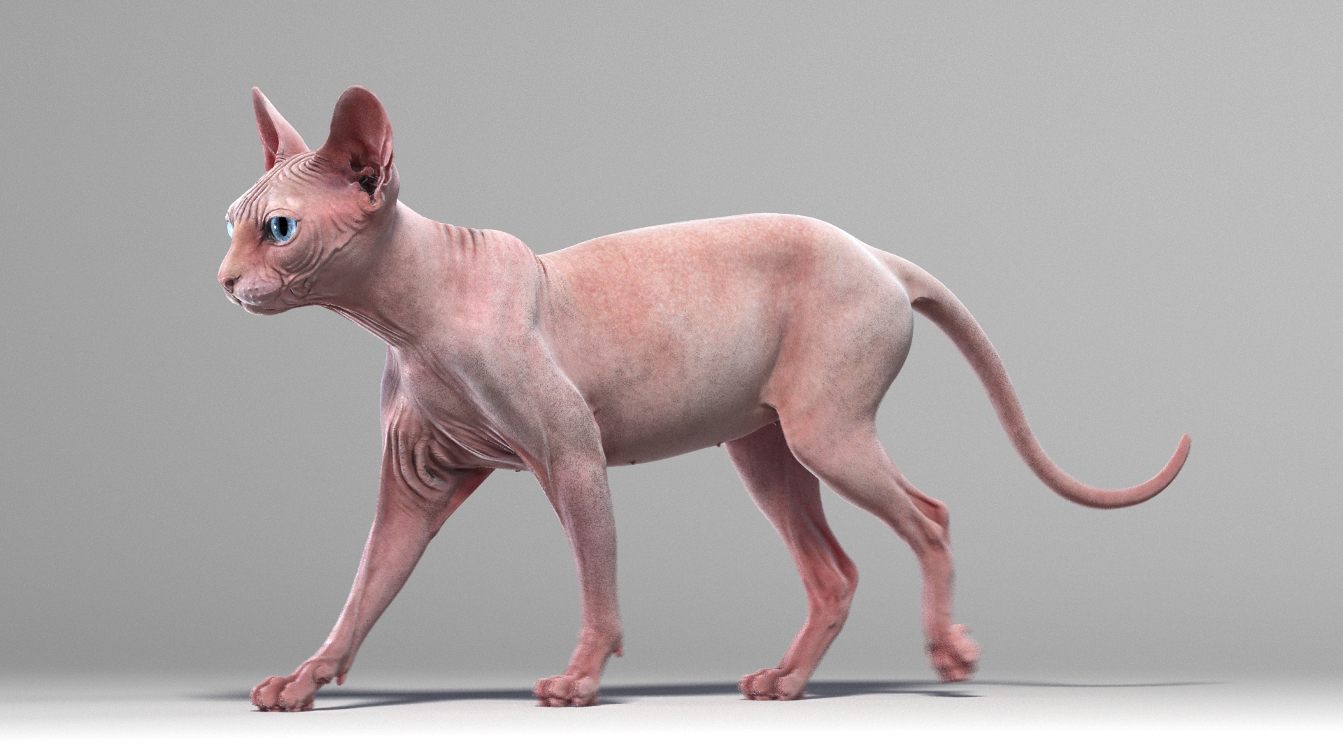 3D sphynx cats - TurboSquid 1435058