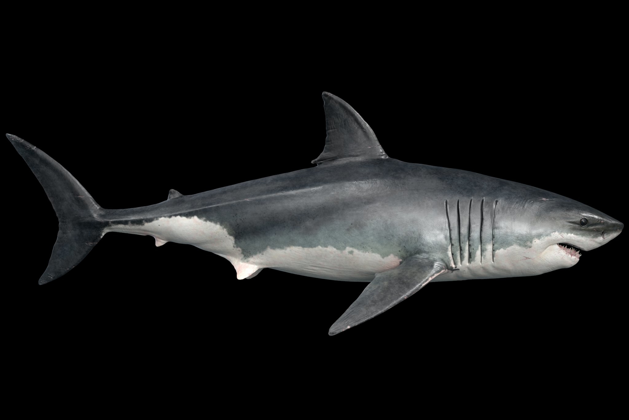 Weißer Hai manipuliert 3D-Modell - TurboSquid 1268506