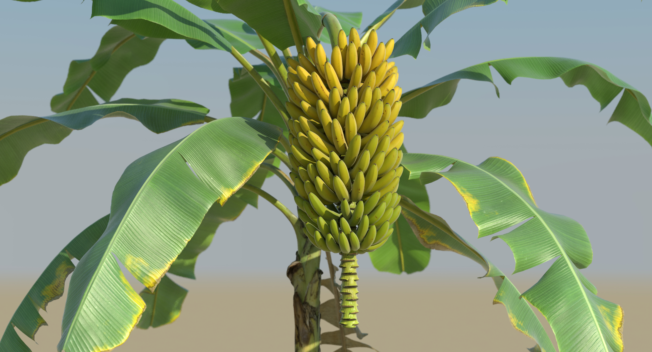 3D banana plants trees - TurboSquid 1435633