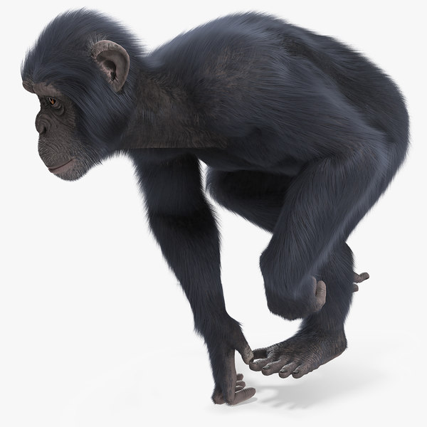Chimpanzee 3D Models for Download | TurboSquid