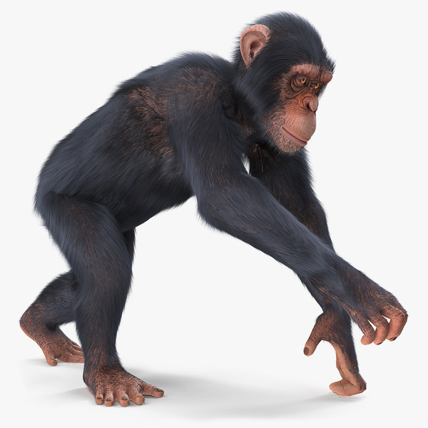 Chimpanzee walking light skin fur 3D - TurboSquid 1435956