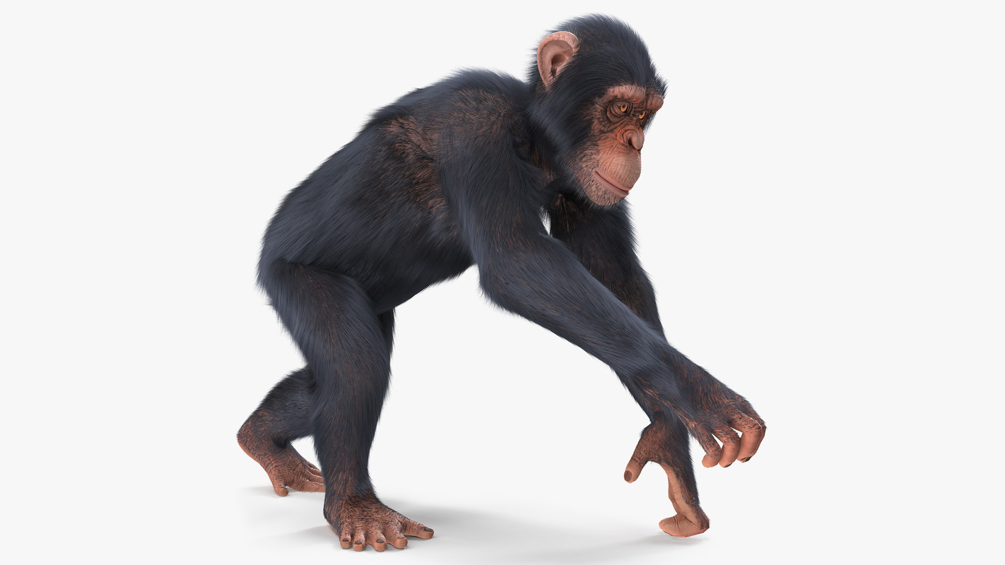 3D chimpanzee running light skin fur model - TurboSquid 1435816