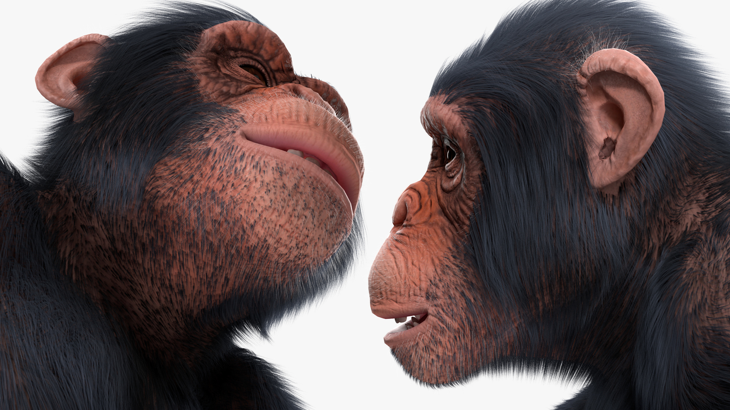 Chimpanzé animado correndo luz pele pele rigged Modelo 3D - TurboSquid ...