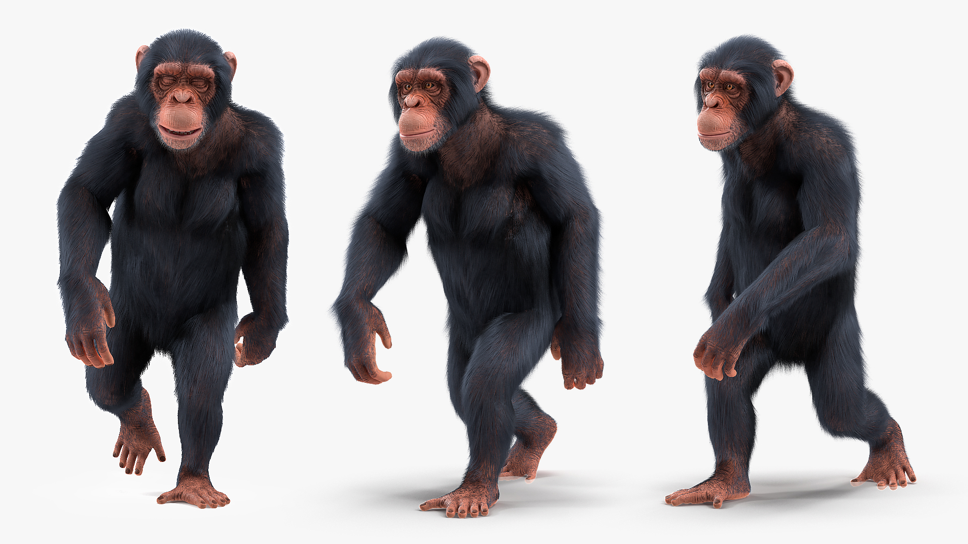 Chimpanzee walking light skin fur 3D - TurboSquid 1435956