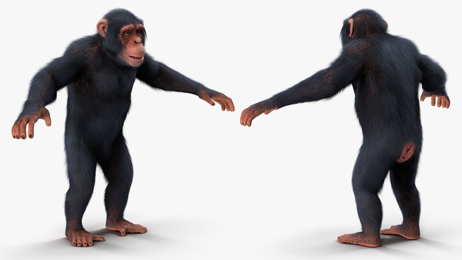 Chimpanzee walking light skin fur 3D - TurboSquid 1435956