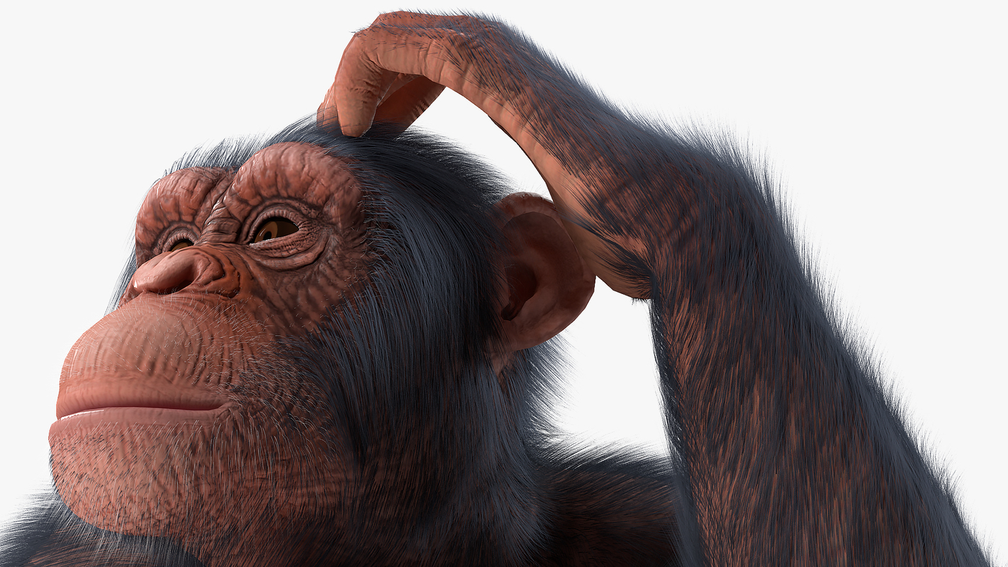 Chimpanzee walking light skin fur 3D - TurboSquid 1435956