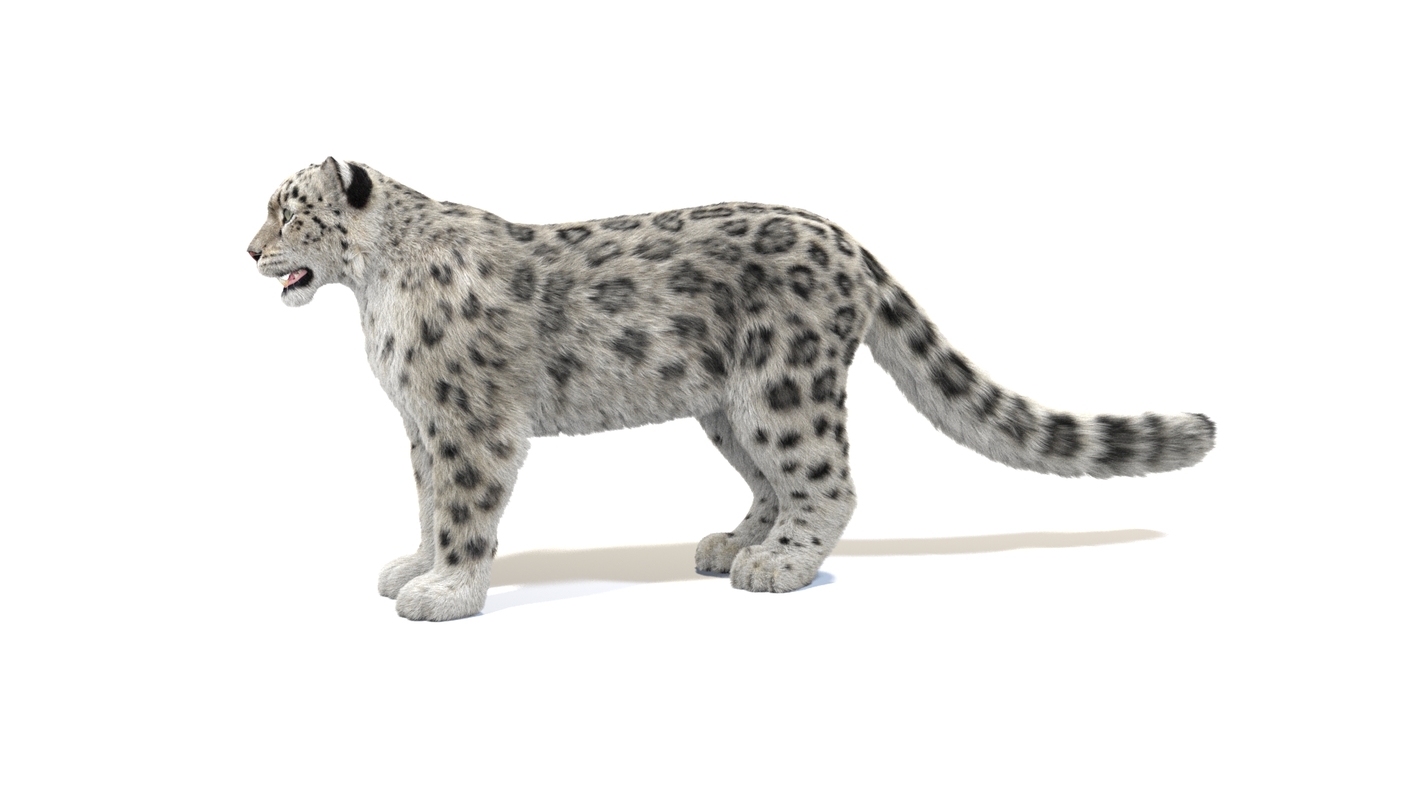 3D snow leopard furry modeled model - TurboSquid 1420817