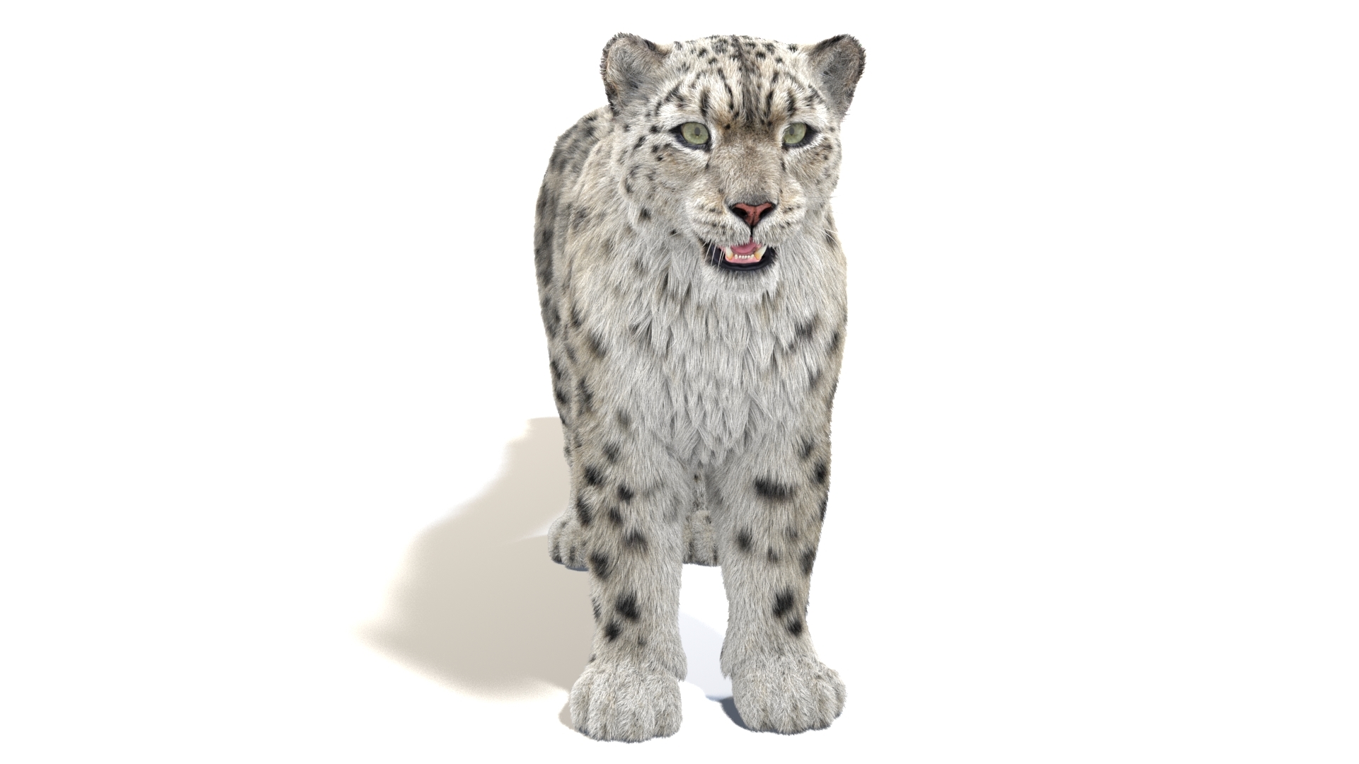 3D snow leopard furry modeled model - TurboSquid 1420817