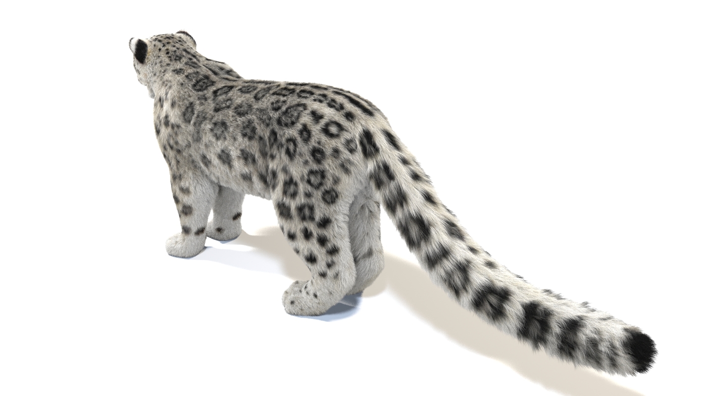 3D snow leopard furry modeled model - TurboSquid 1420817