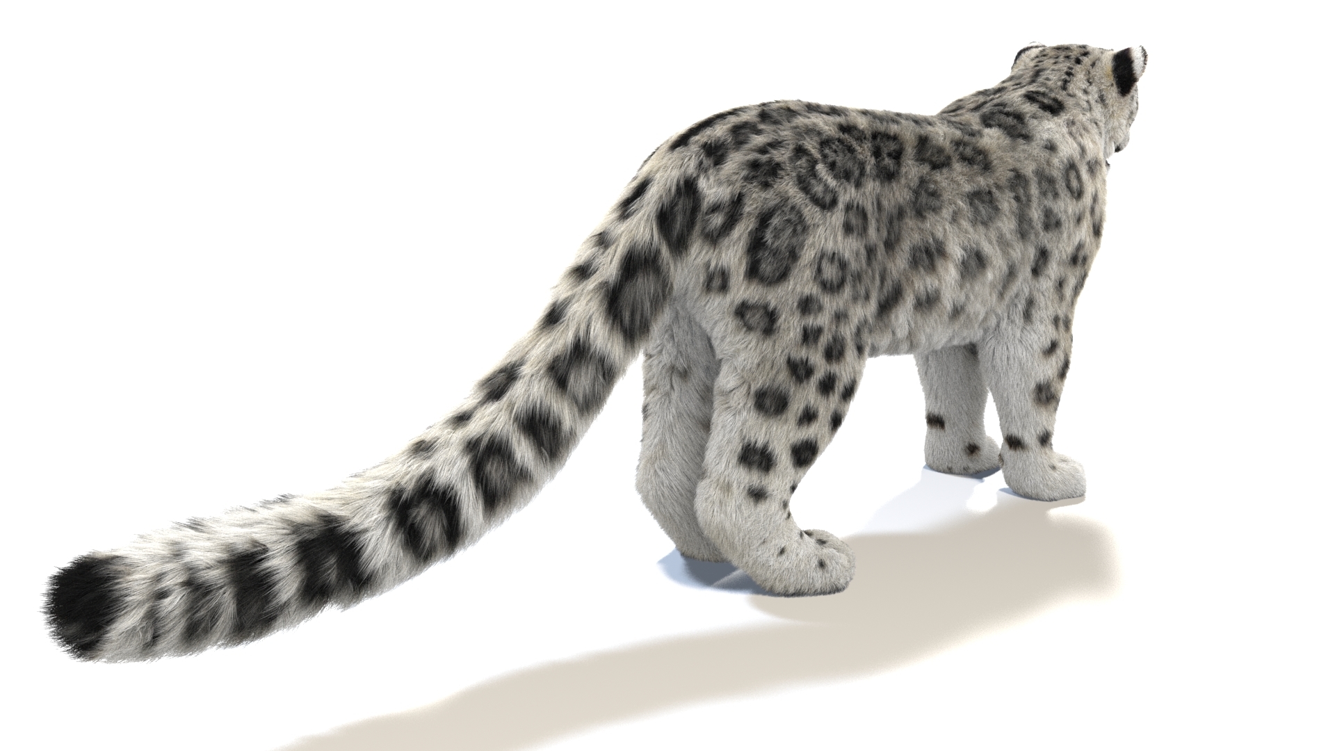 3D snow leopard furry modeled model - TurboSquid 1420817