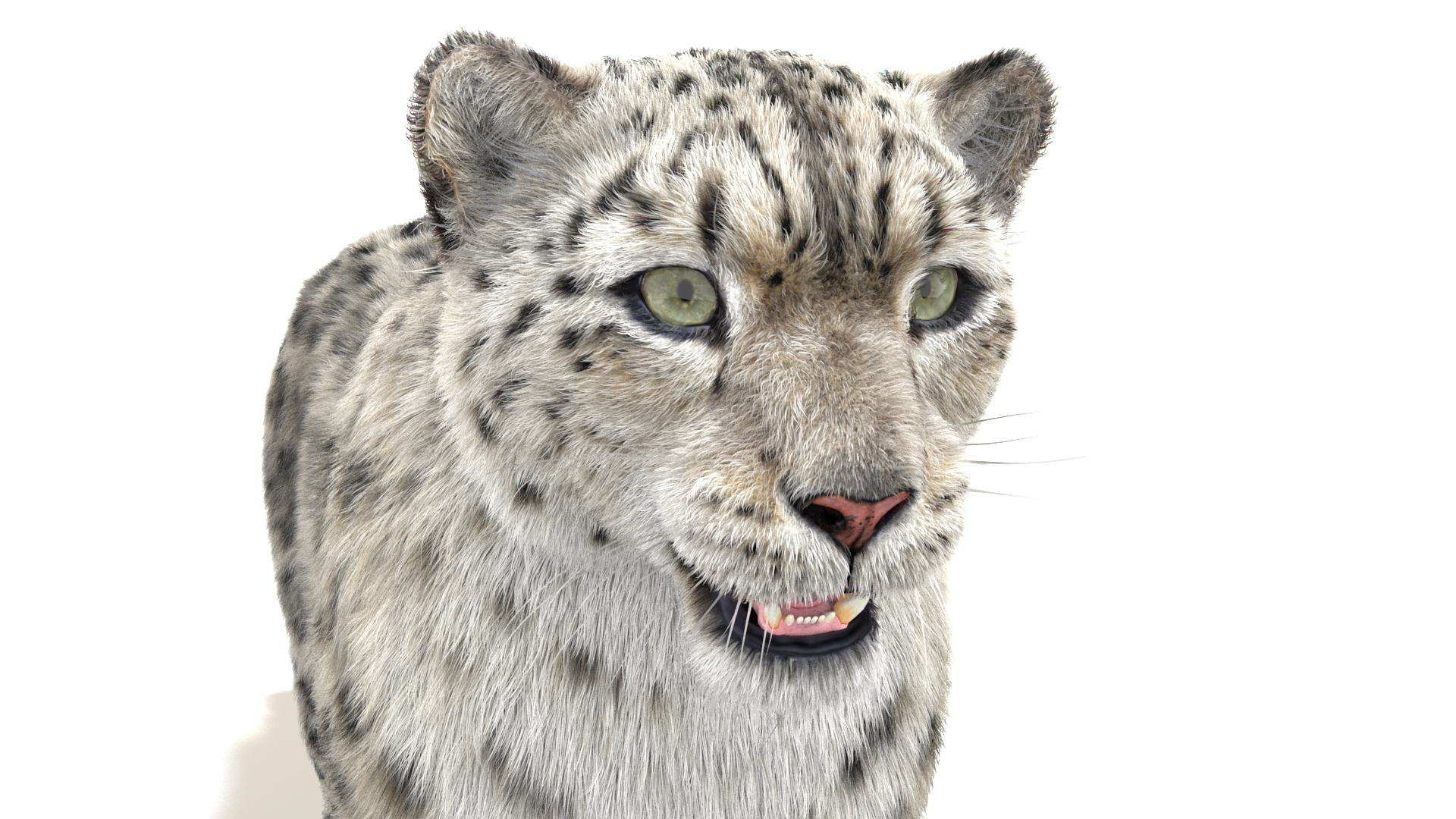 3D snow leopard furry modeled model - TurboSquid 1420817