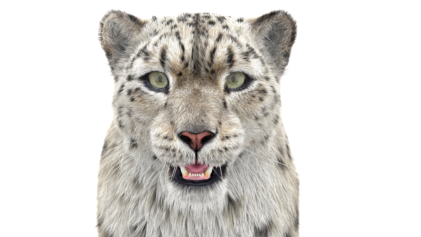 3D snow leopard furry modeled model - TurboSquid 1420817