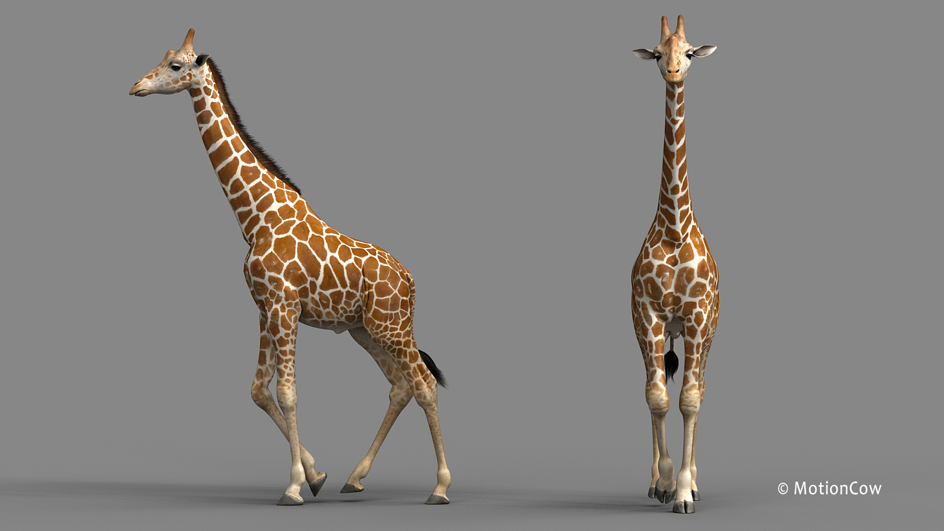 Girafa PRO Modelo 3D - TurboSquid 1436301