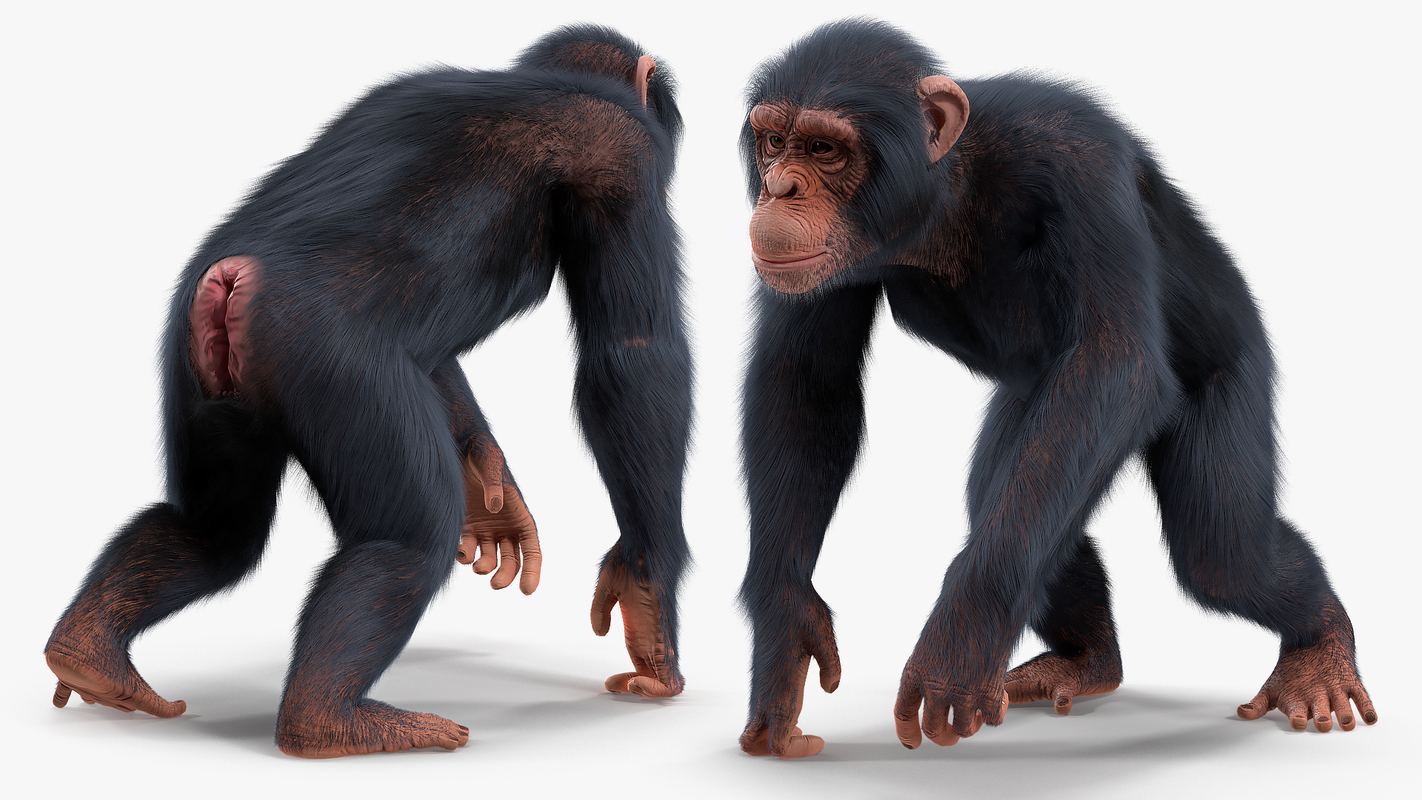 3D chimpanzee walks light skin fur model - TurboSquid 1436553