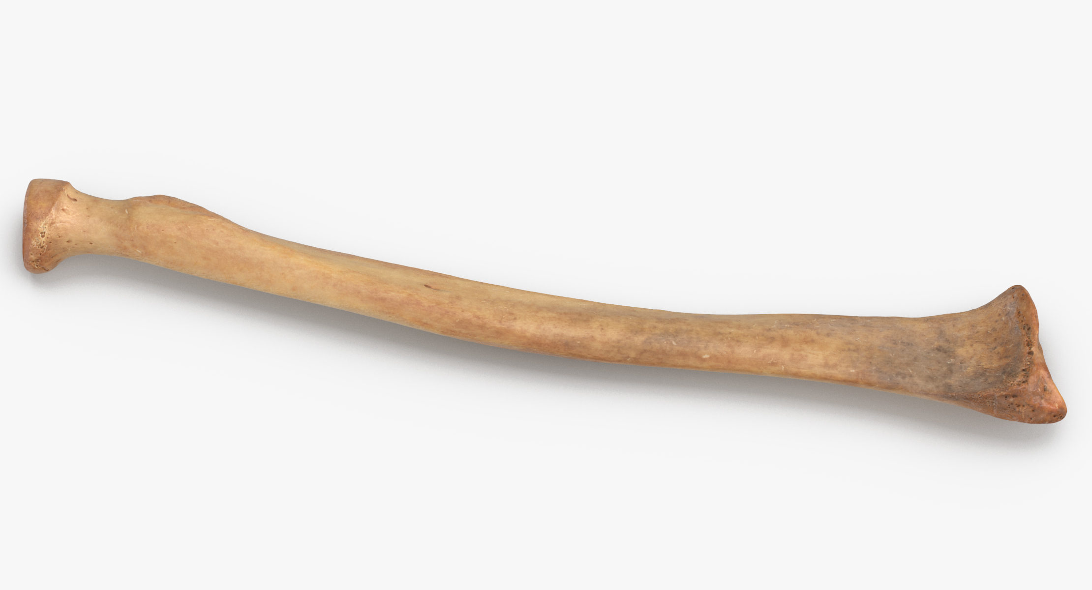 Human radius radial bone model - TurboSquid 1436397