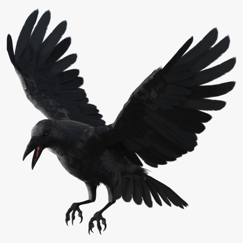 3D crow animations - TurboSquid 1437323