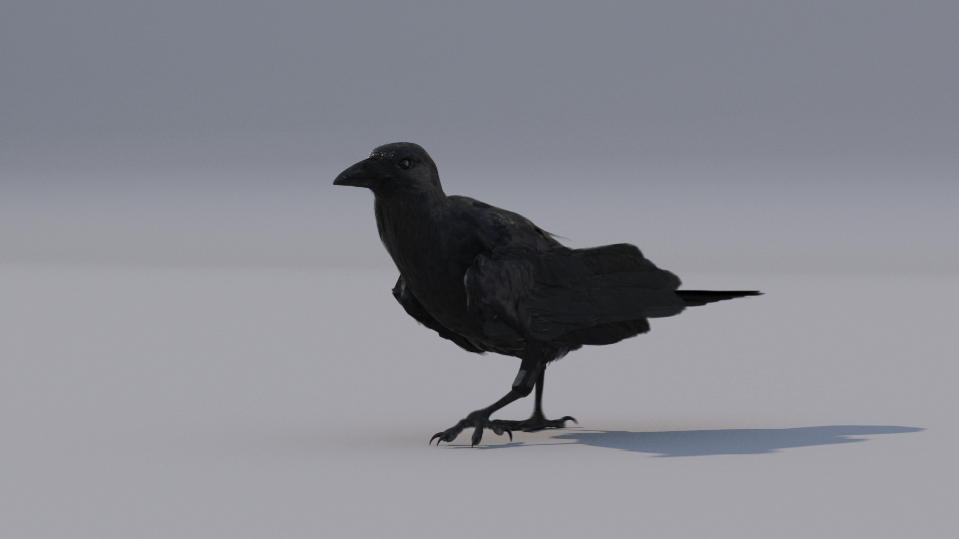 3D crow animations - TurboSquid 1437323