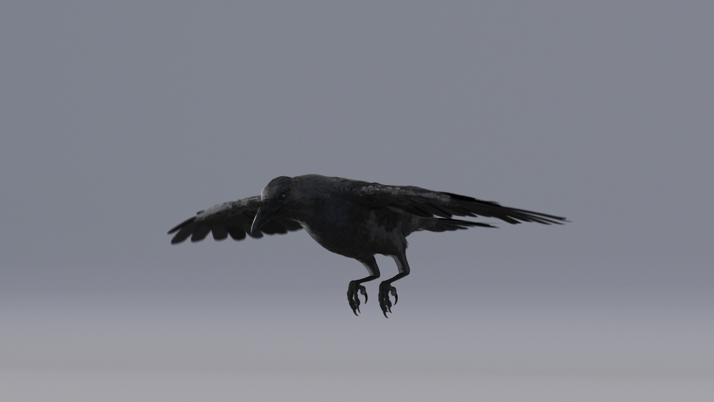 3D crow animations - TurboSquid 1437323
