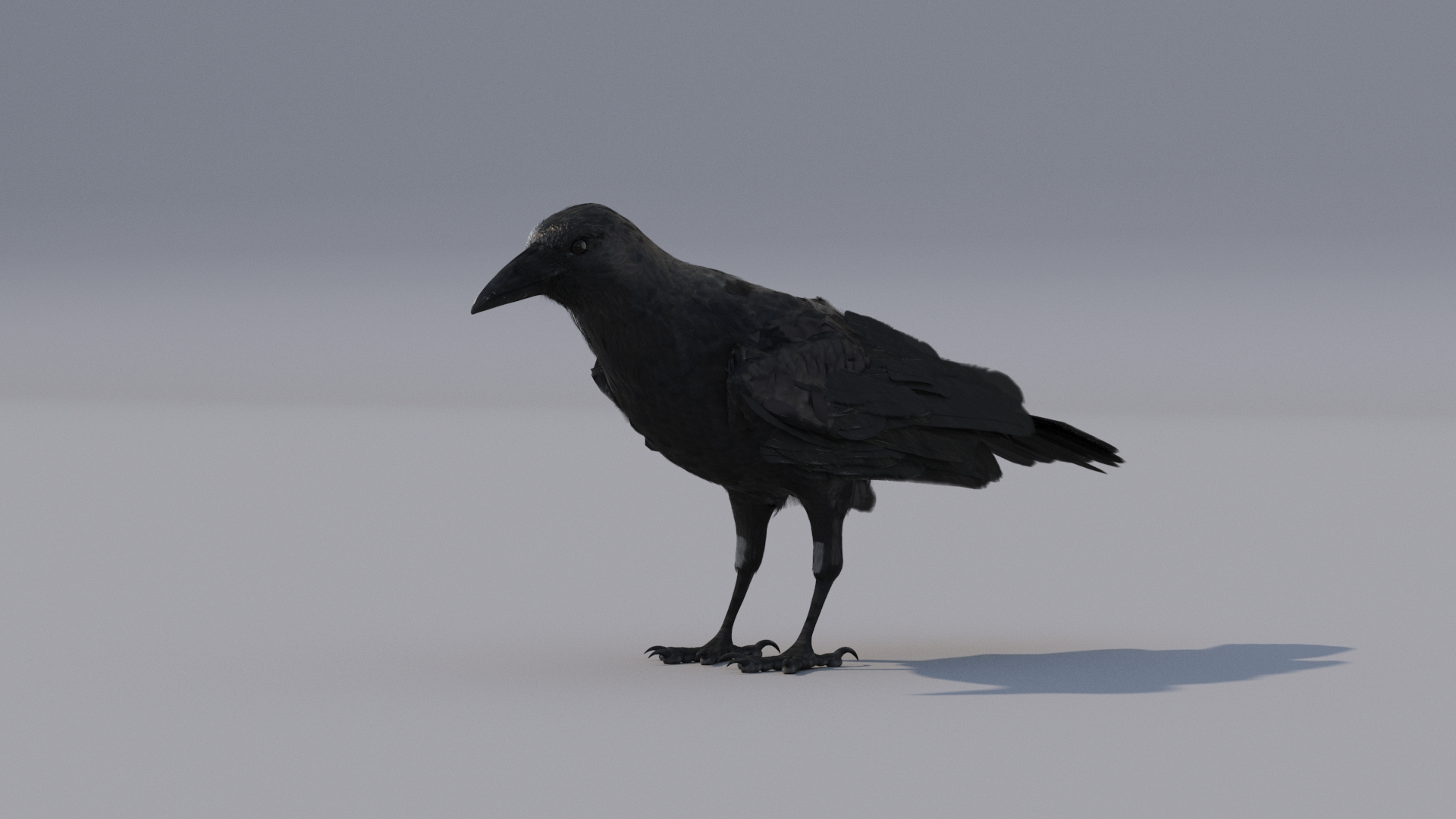 3D crow animations - TurboSquid 1437323