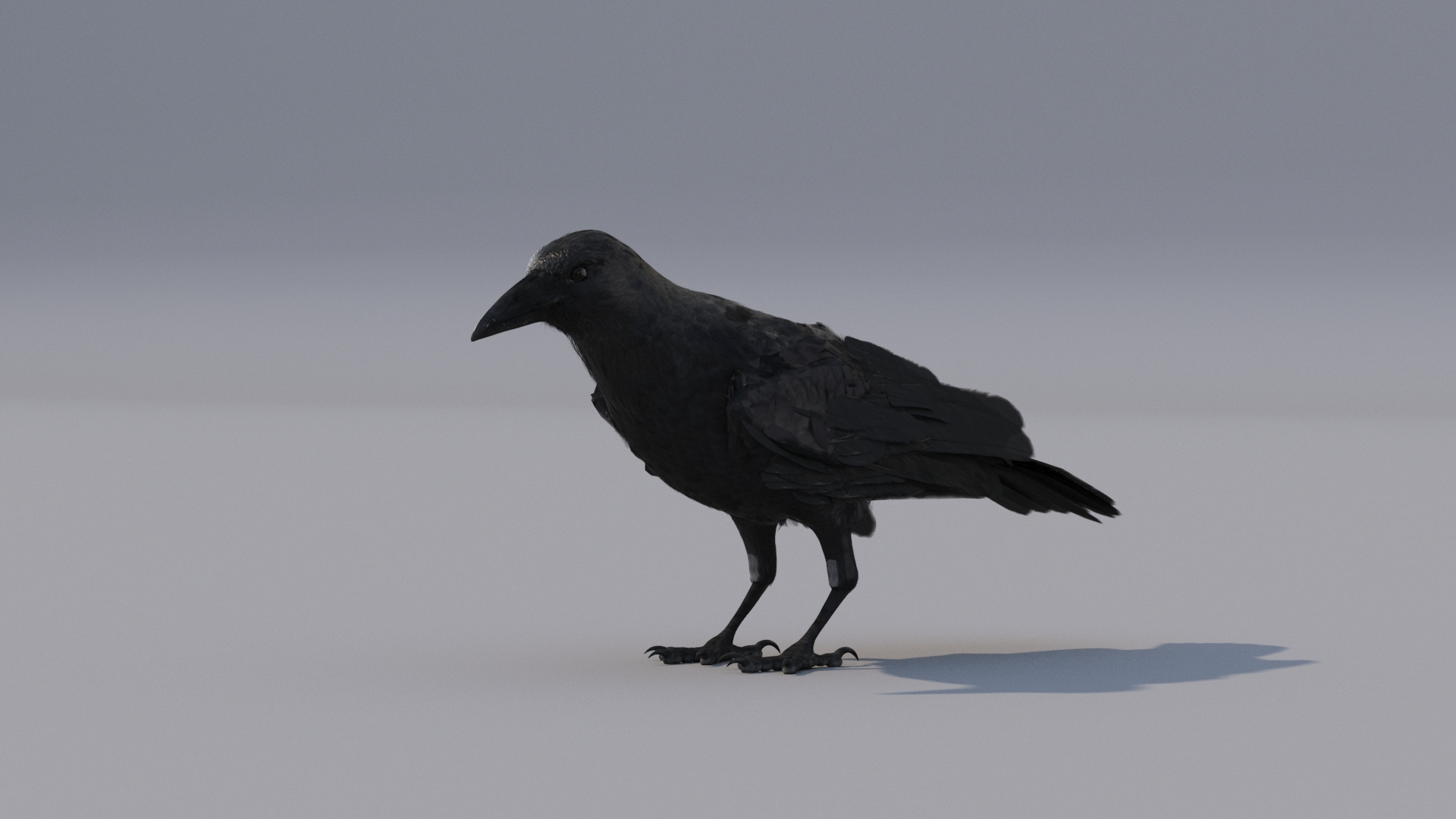 3D crow animations - TurboSquid 1437323