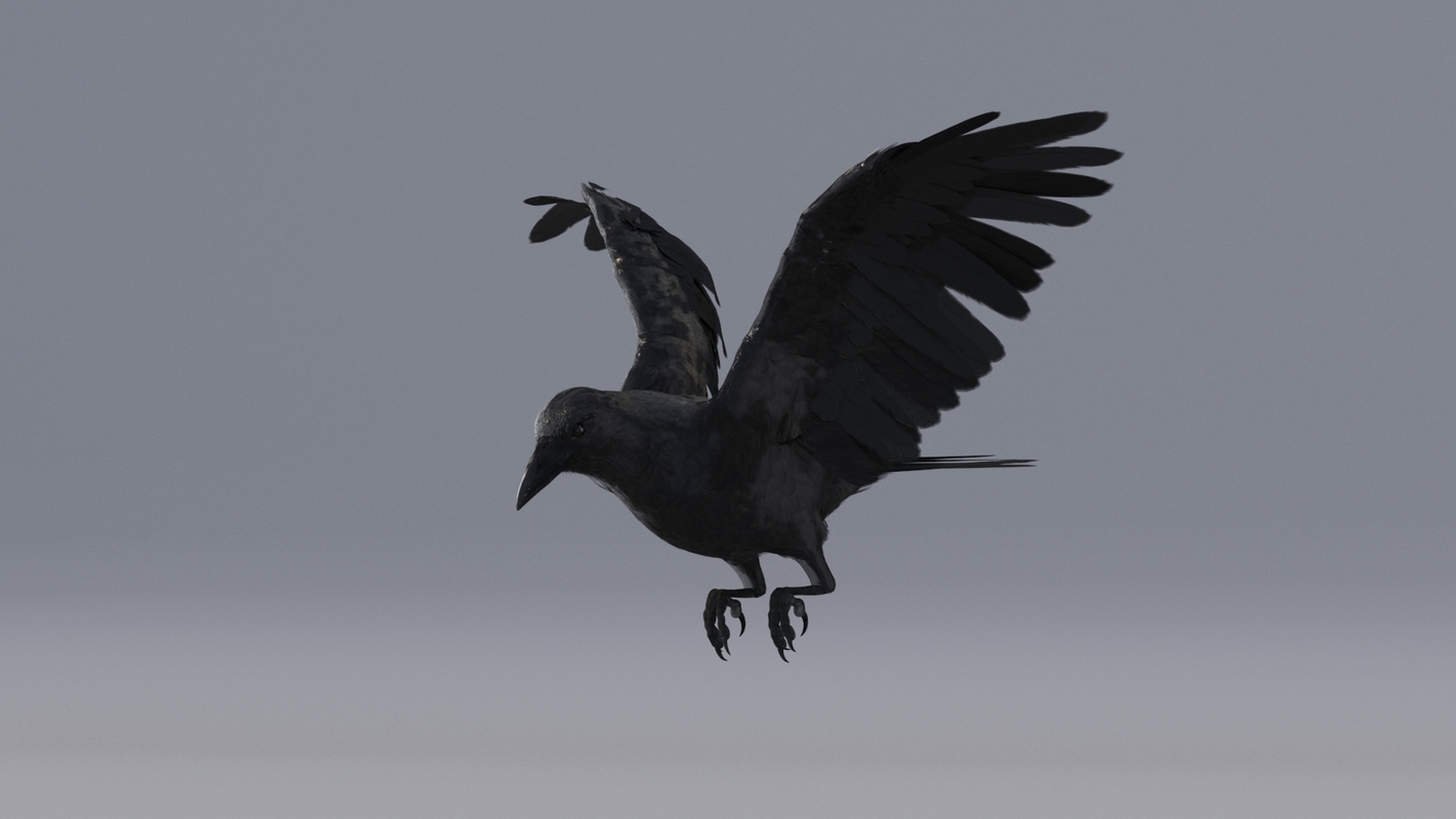 3D crow animations - TurboSquid 1437323