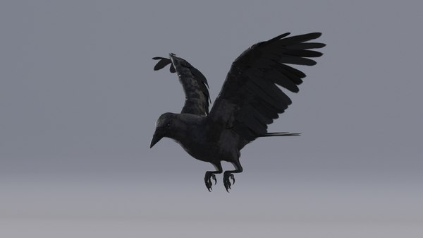 3D crow animations - TurboSquid 1437323