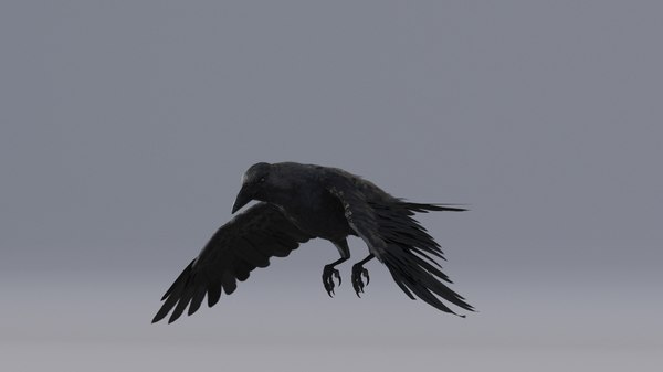 3D crow animations - TurboSquid 1437323