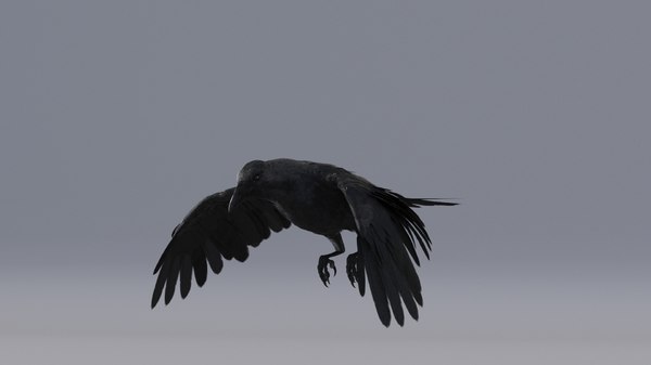3D crow animations - TurboSquid 1437323