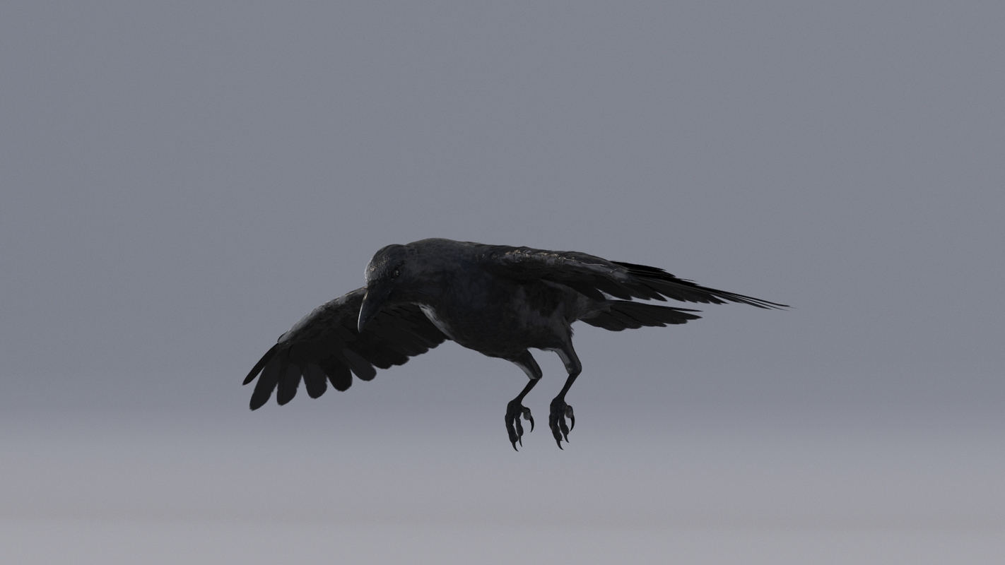 3D crow animations - TurboSquid 1437323