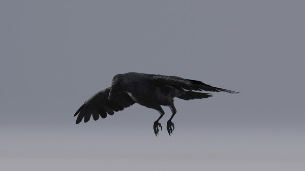 modelo 3d Cuervo Animado - TurboSquid 1437323