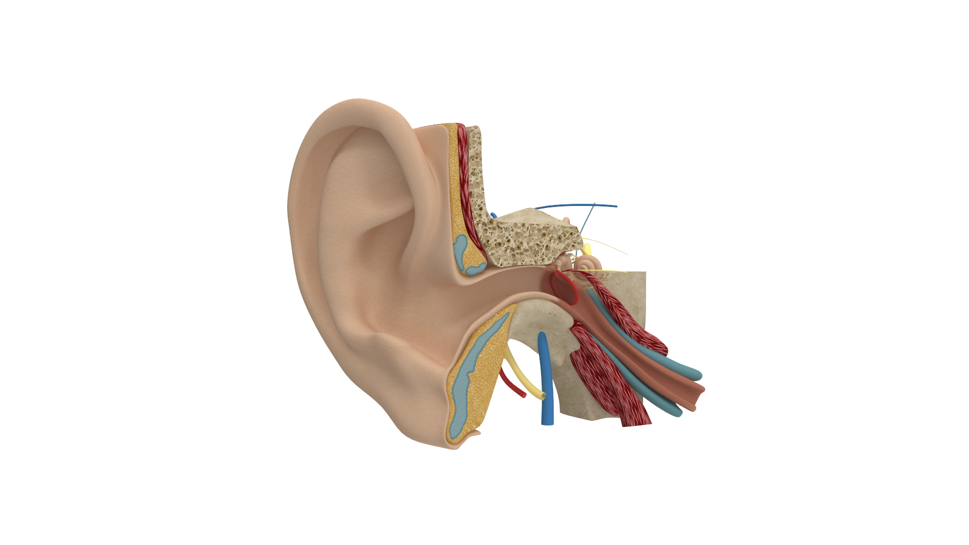 3d model human ear anatomy