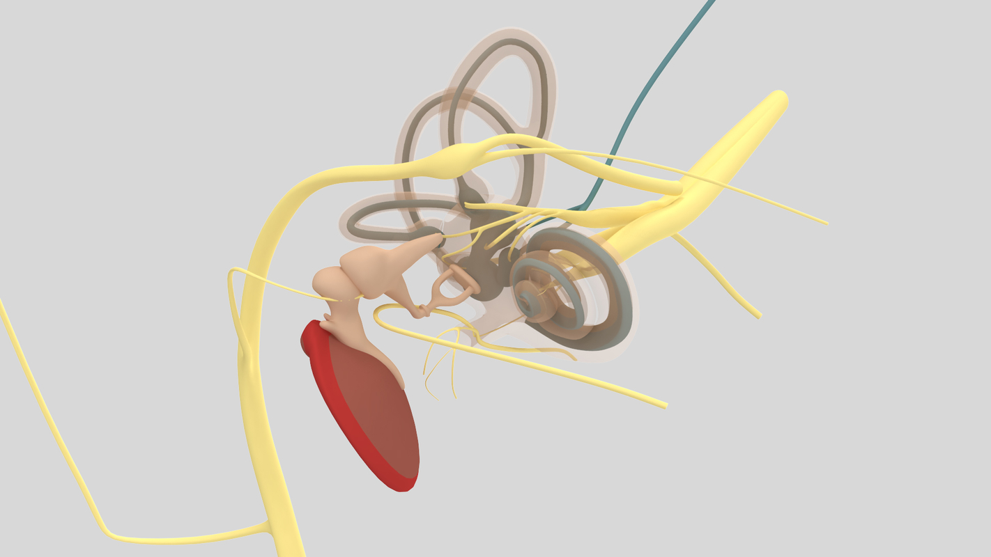 3d model human ear anatomy