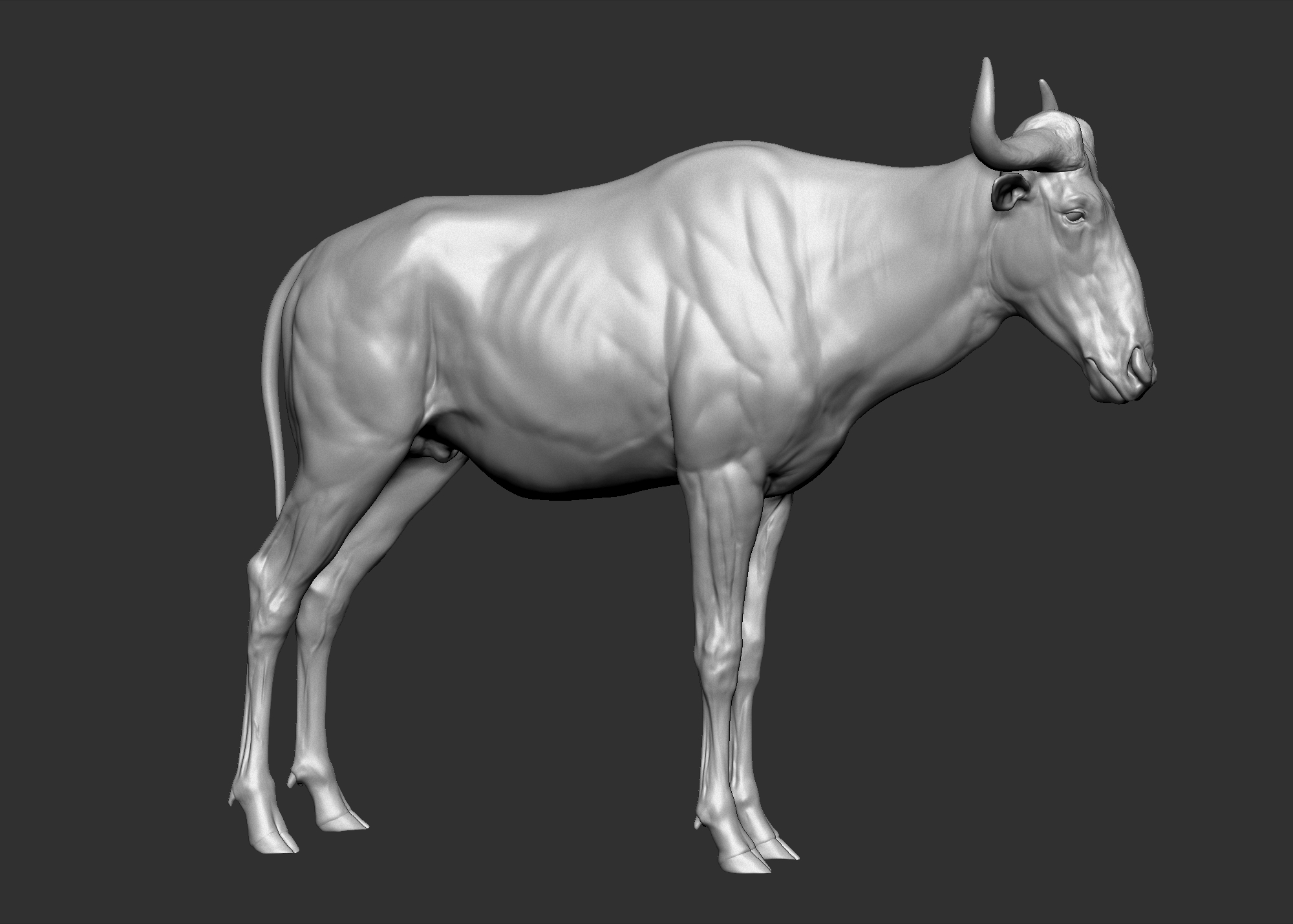 Antelope gnu wildebeest connochaetes model - TurboSquid 1437903