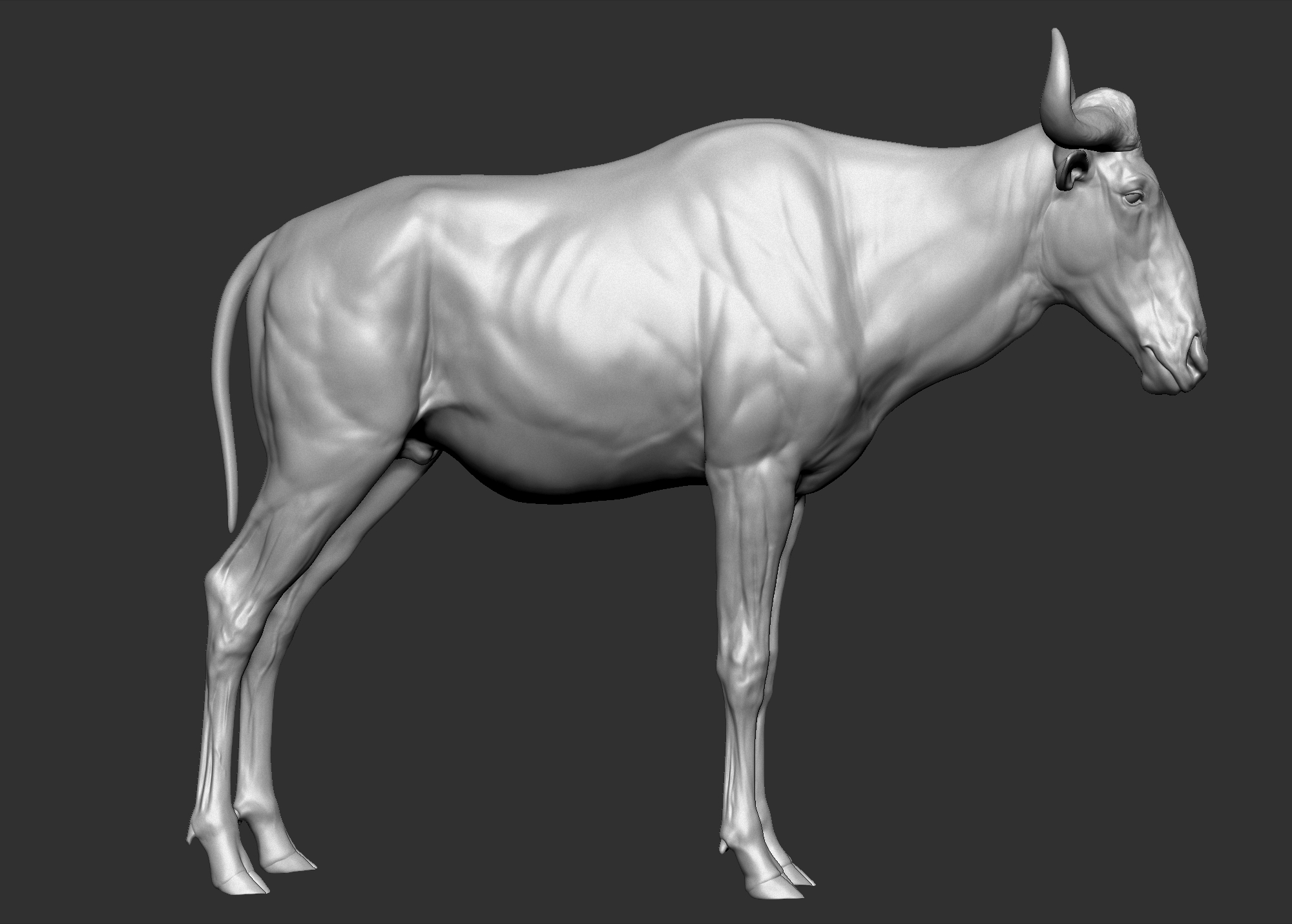 Antelope gnu wildebeest connochaetes model - TurboSquid 1437903