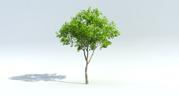 Animated Tree 3D Models for Download | TurboSquid