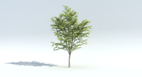 Animated Tree 3D Models for Download | TurboSquid