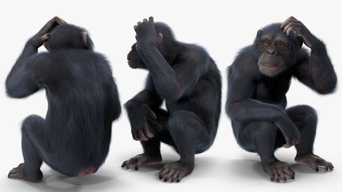 Dark chimpanzee sitting pose model - TurboSquid 1438206