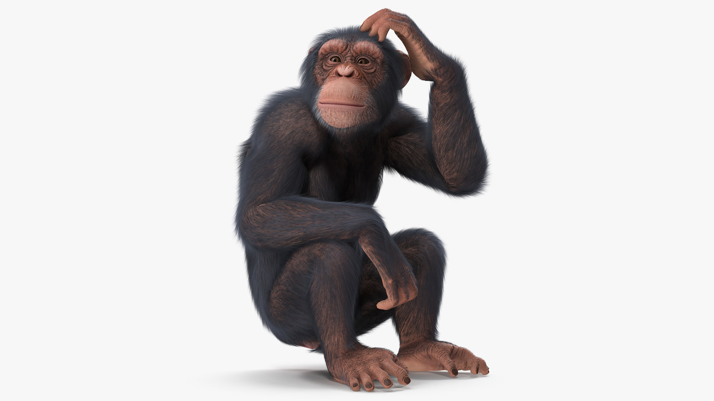3D light chimpanzee sitting pose - TurboSquid 1438204