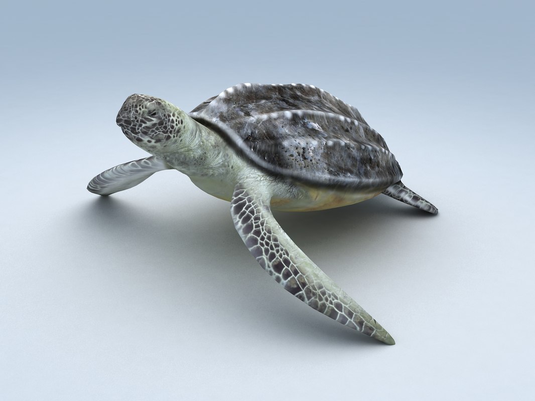 Sea turtle 3D model - TurboSquid 1438260