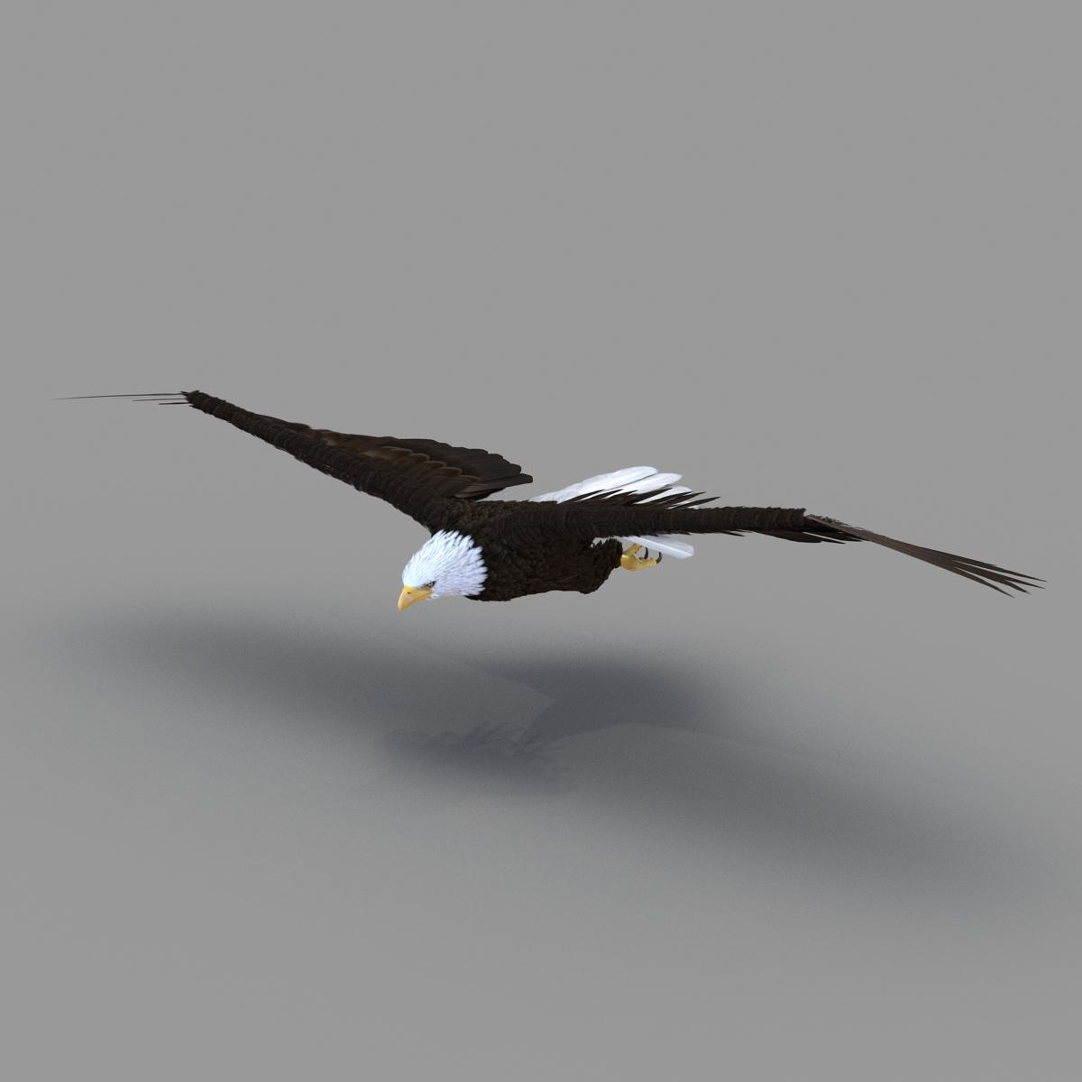 3D model rigged eagles 2 - TurboSquid 1438416