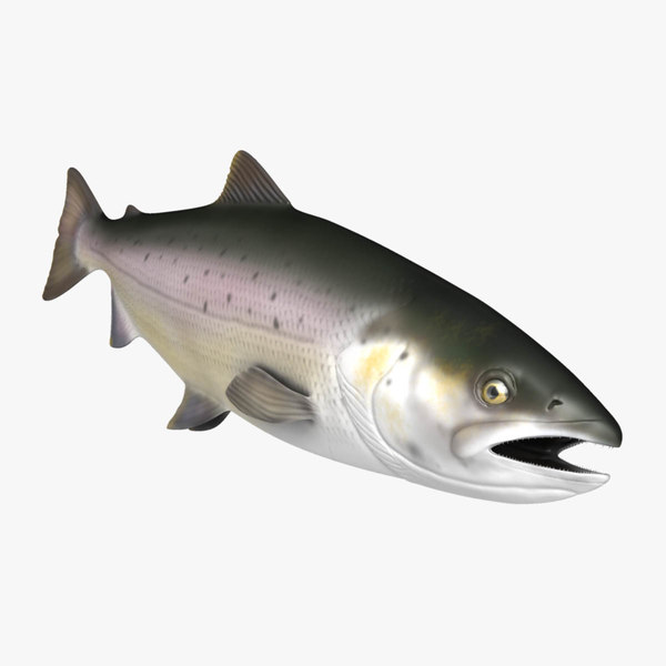 Salmon fish 3D model - TurboSquid 1438479