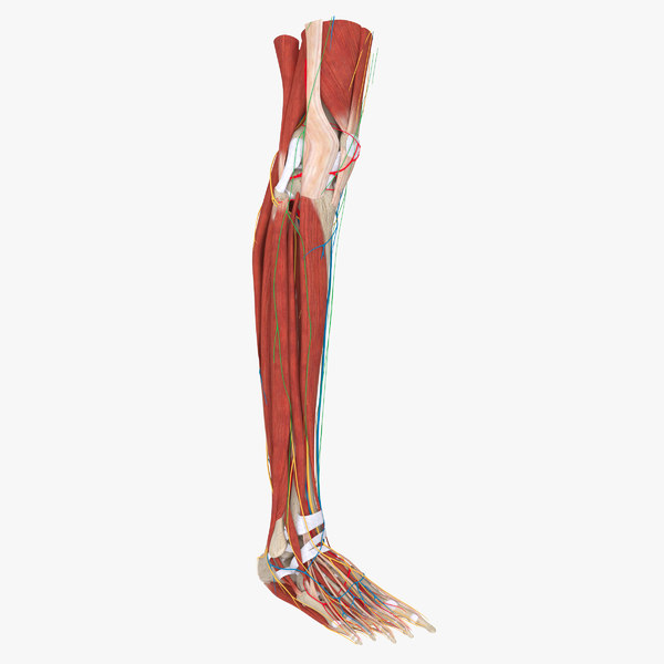 muscle cross section obj