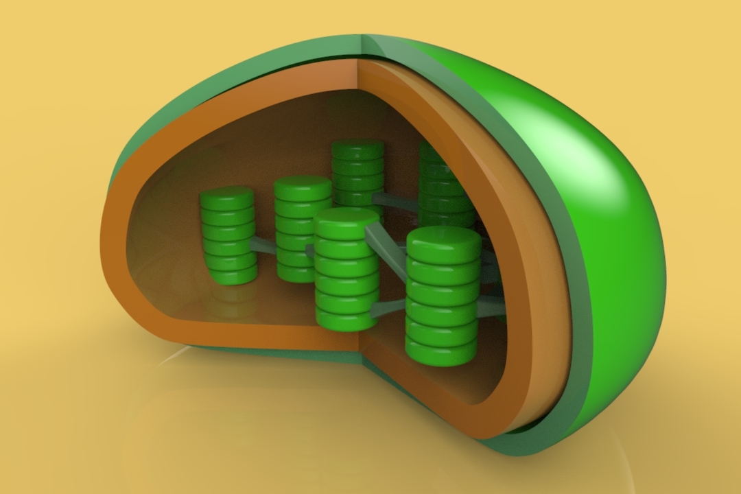 Chloroplasts cells 3D model - TurboSquid 1439247
