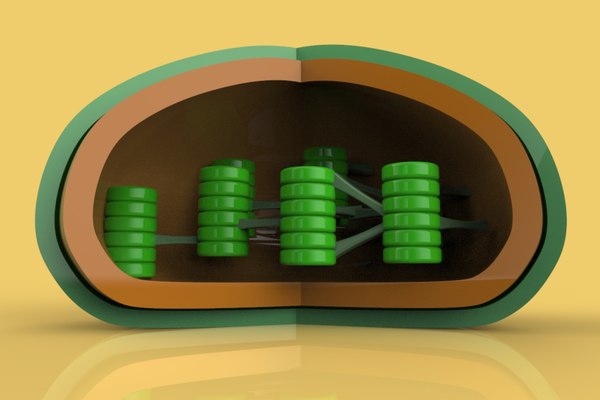 modelo 3d Célula de cloroplasto - TurboSquid 1439247